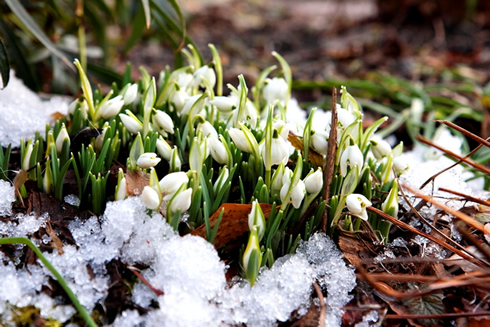 schneeglockchen – Foto Video Lehmann | Der Luftbild-Fotograf